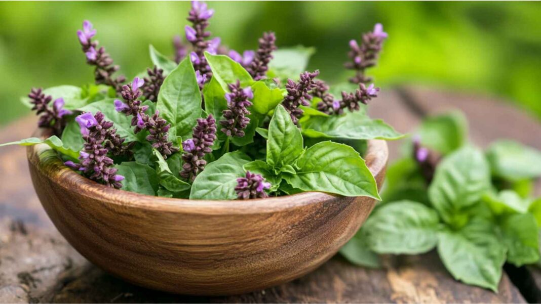 Tulsi (Holy Basil): Sacred Flora Spiritual Wisdom & Temple Heritage in ...